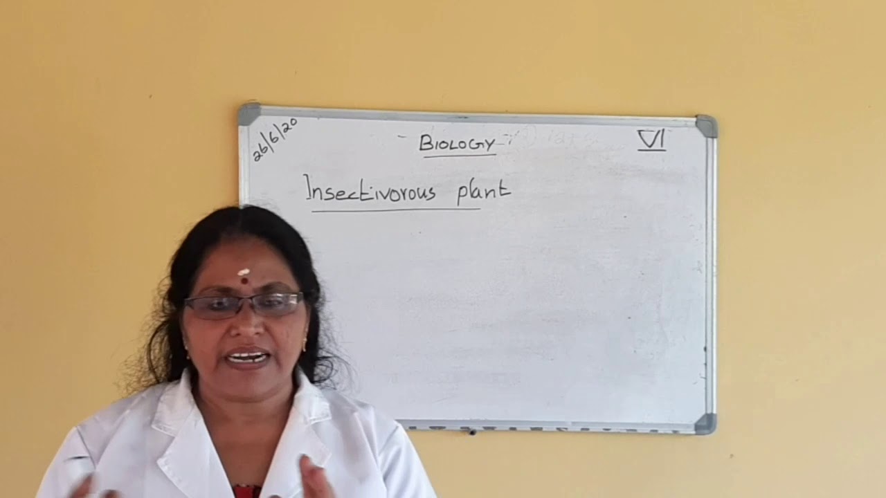 Icse 6th Std Biology YouTube icse-6th-std-biology-youtube