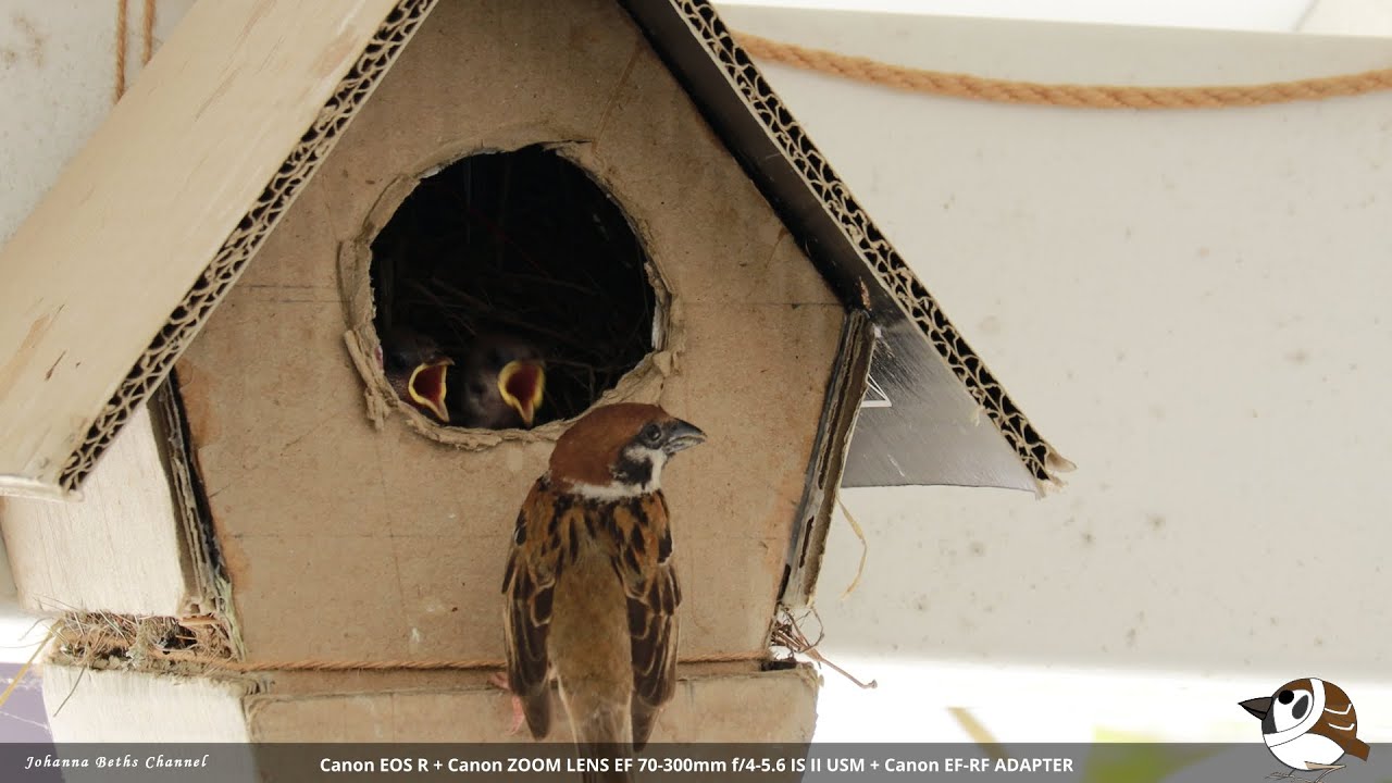 20230526 Baby Sparrows began to show their faces...with bright yellow ...
