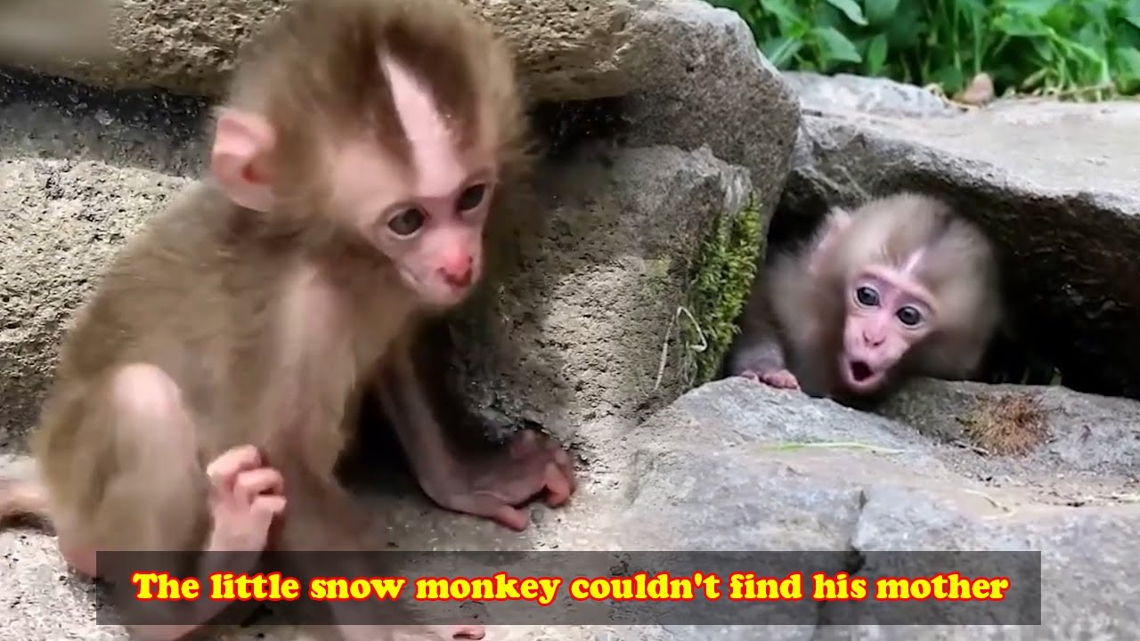 Poor baby monkey lost his mother. It went everywhere looking for its ...