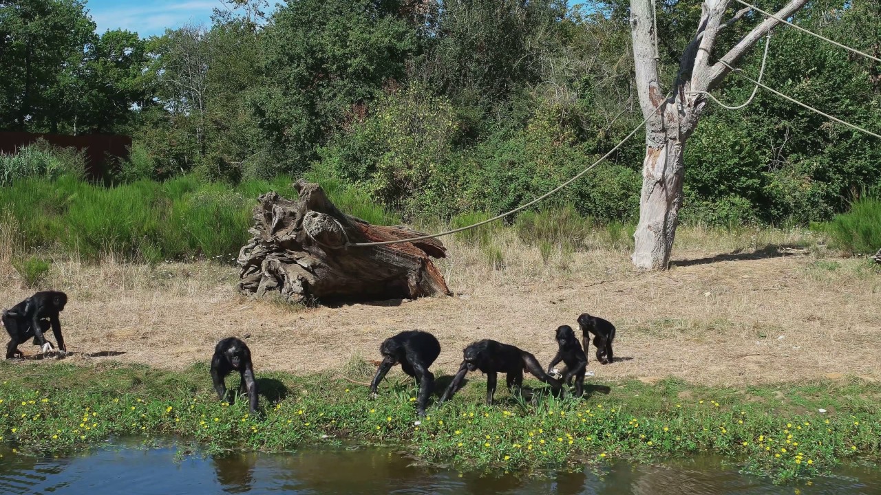 Bonobos family (4K) - YouTube