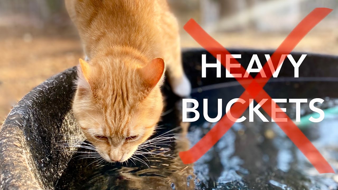 Watering Animals in Winter - YouTube