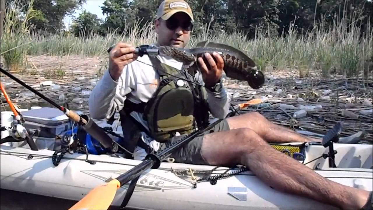 Snakehead in Potomac River - June 29, 2012 - YouTube