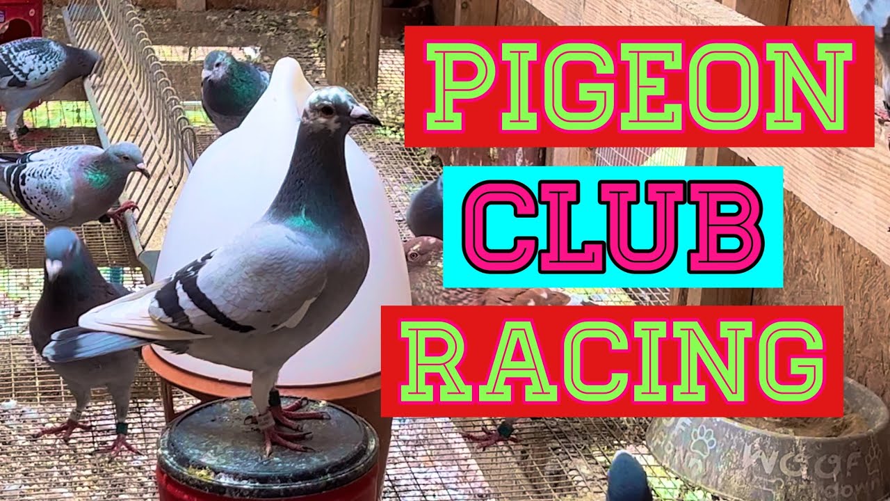 Racing pigeons update - YouTube