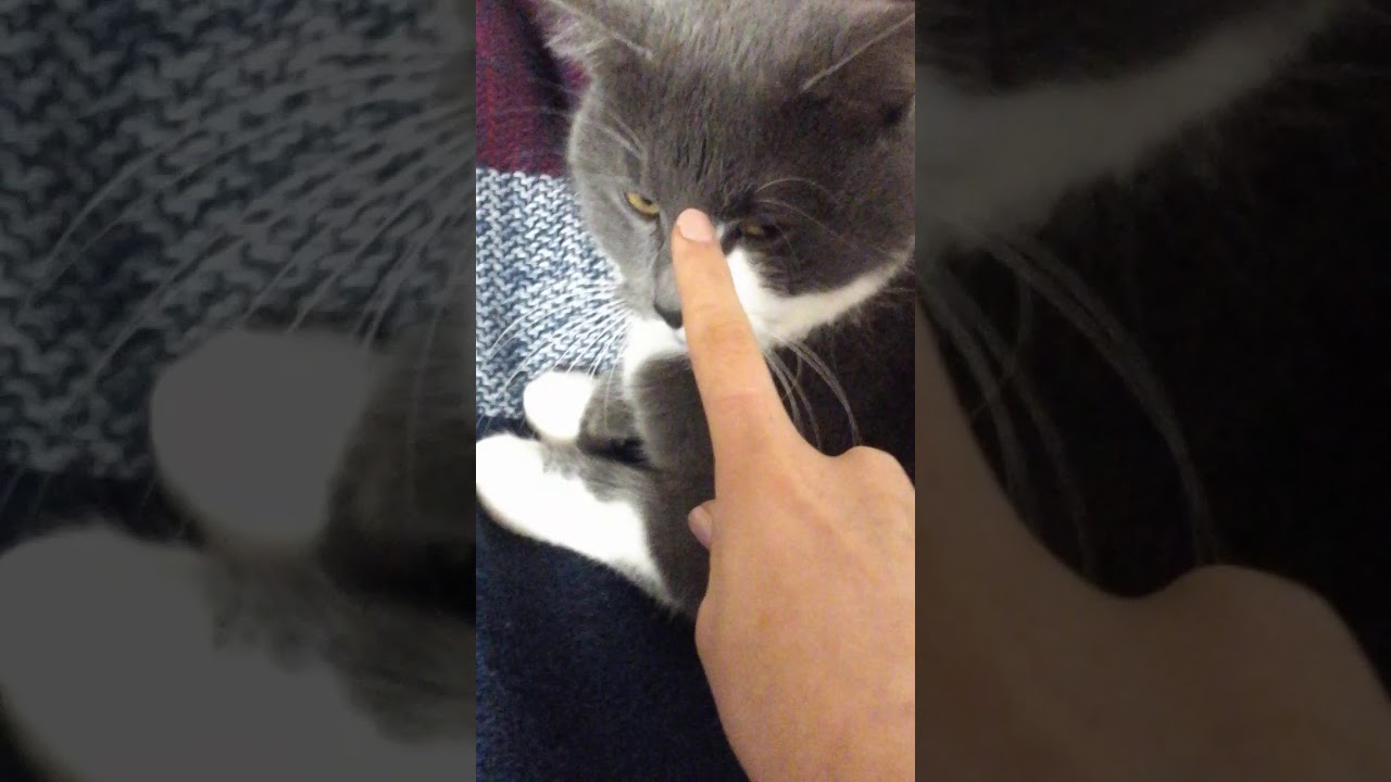 Vidéo de chat - YouTube