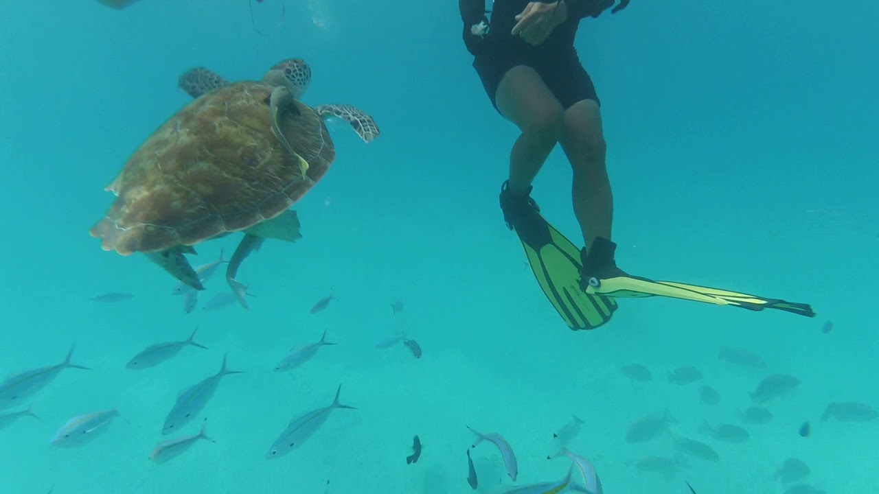 Pulau Redang Sea Turtles 1 - YouTube