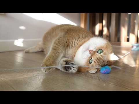 Interactive treadmill for cats