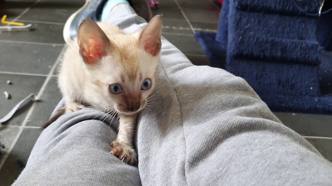 Truebengals Lynx boy being daft - YouTube