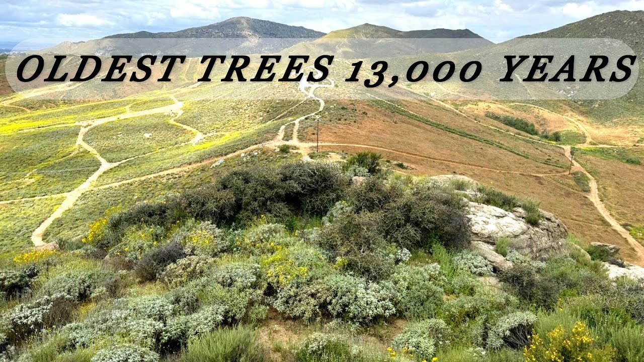 Discovering the Jurupa Oak Trees OLDEST Trees in the World Right Now ...