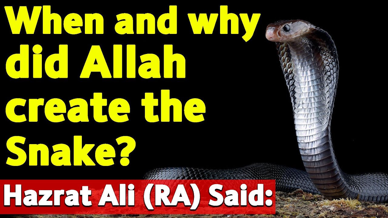 When And Why Did Allah Create The Snake? Hazrat Ali (R.A) Said - YouTube