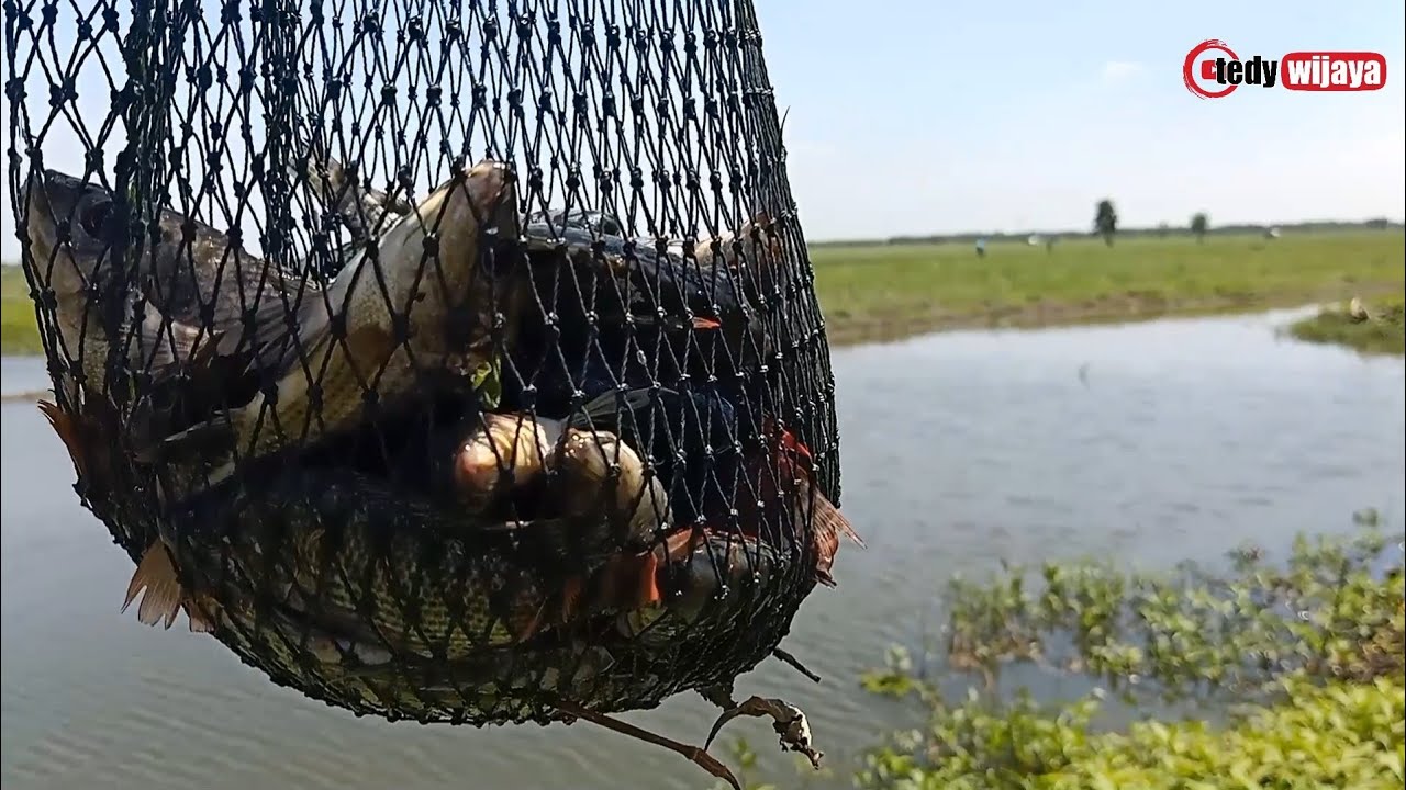 Mancing liaran rawa pucuk lamongan || ikanya 1 tahun tidak akan habis ...