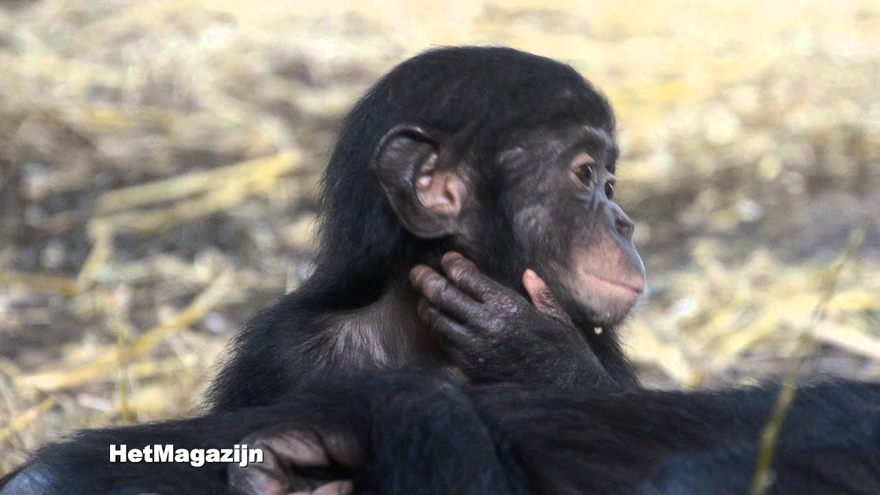 Kikongo en zijn bonobo familie - YouTube