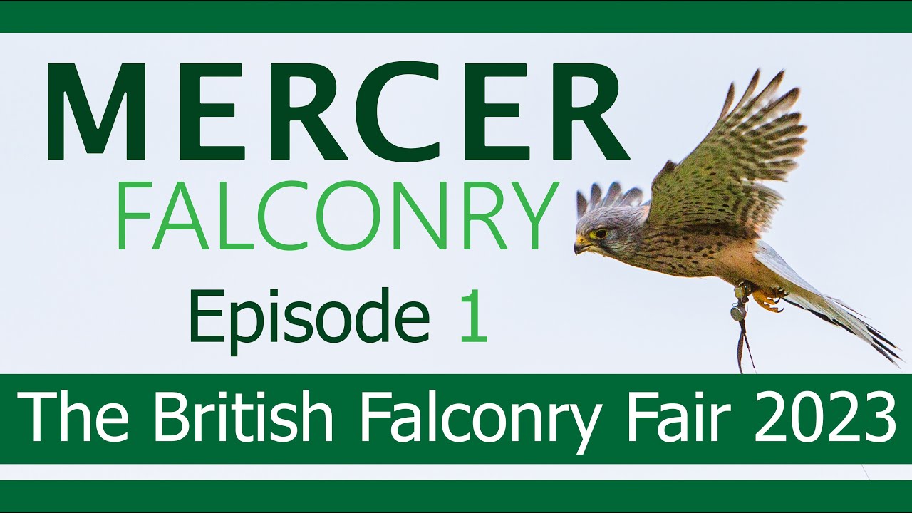 The British Falconry Fair 2023 | Mercer Falconry Episode 1 - YouTube