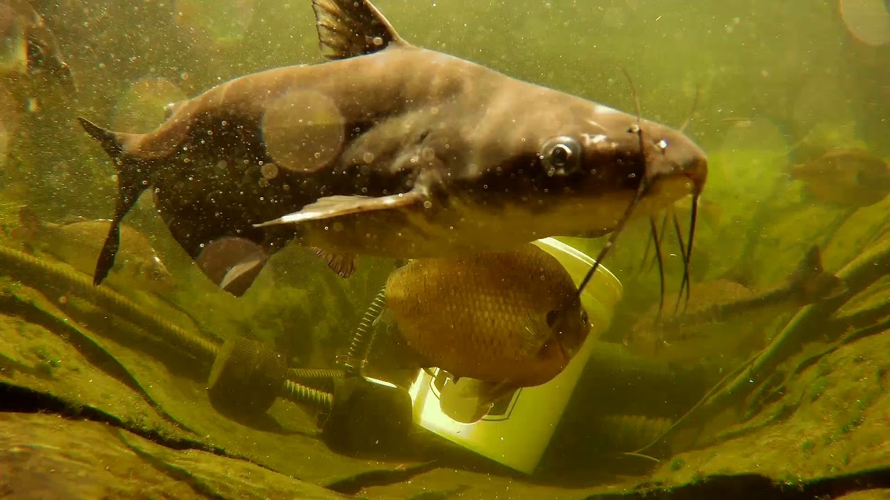 Grumpyfish and friends on feeding day! 5/24/19 - YouTube