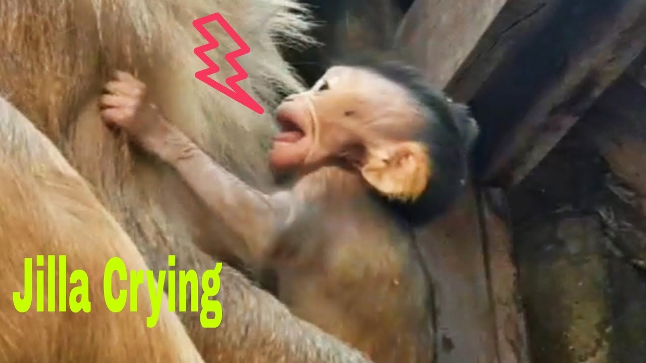 Million pity baby Jilla hug mom Ashley cry loudly afraid to calling mom ...