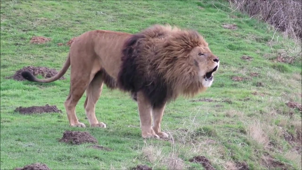 Lion Roar Compilation | Aggressive roars - YouTube