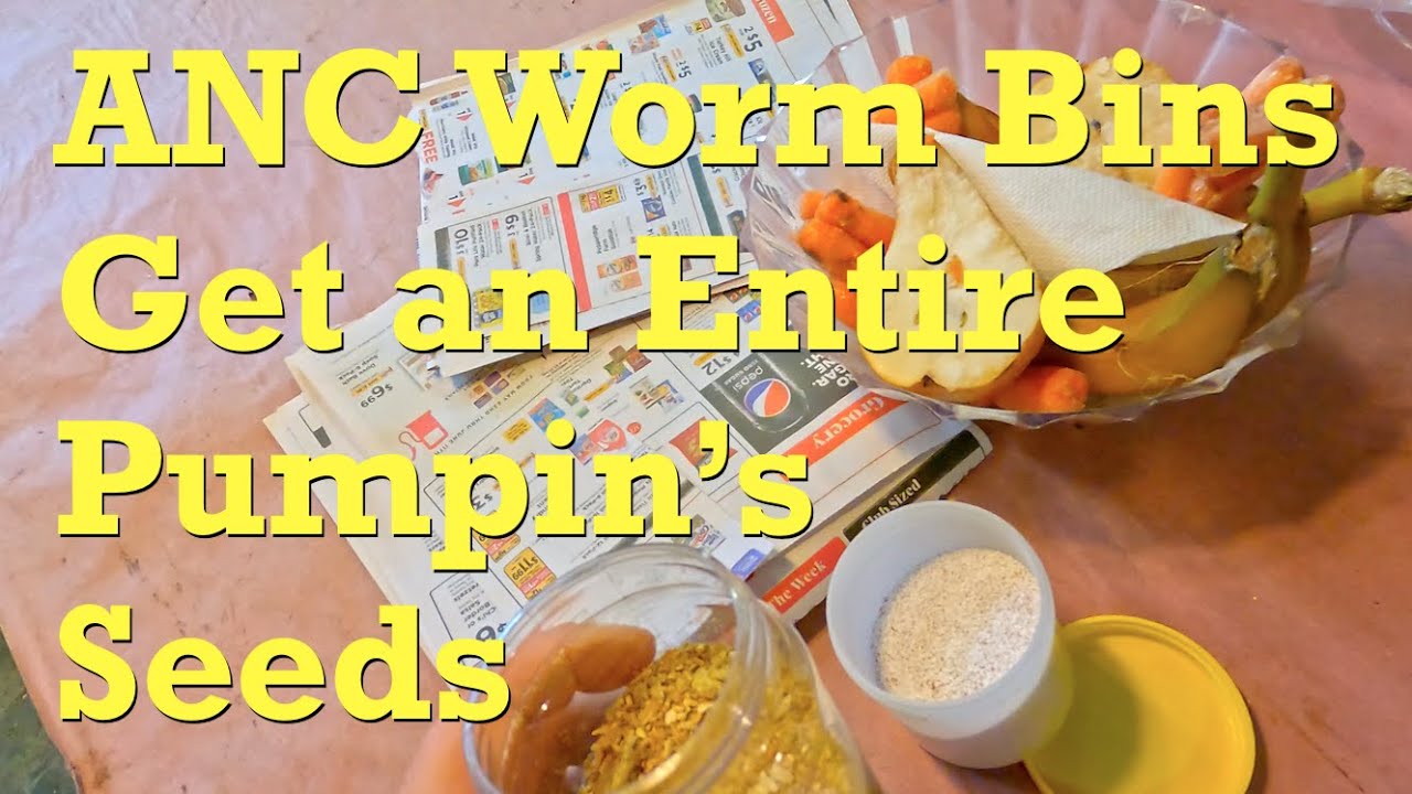 Fed ground pumpkin seeds to 16-week ANC worm bins - vermicompost - YouTube
