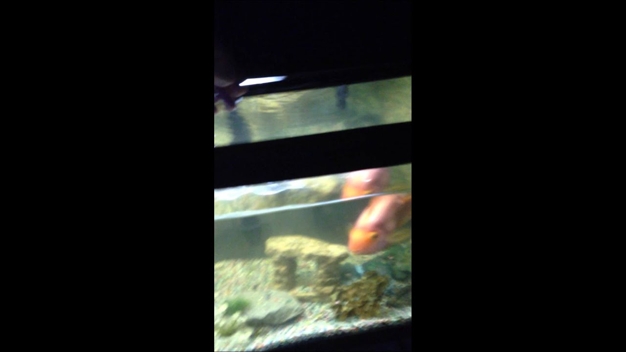 Blood Parrot Bites & Holds On To Owners Finger. - YouTube