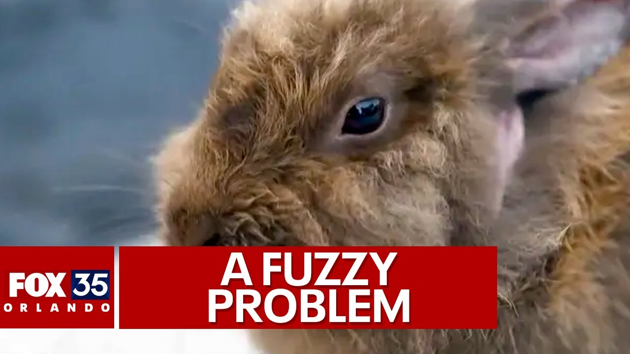 Fuzzy rabbits invade Florida community - YouTube