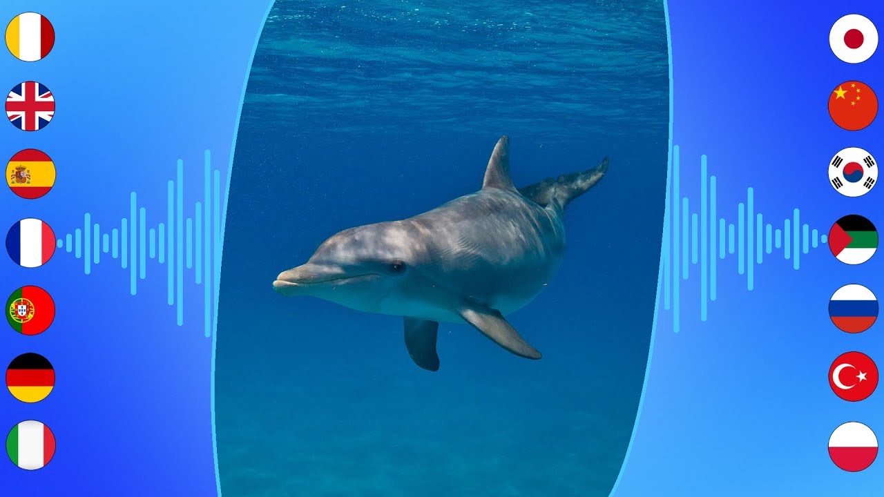 Aquatic Sounds: Common Bottlenose Dolphin - YouTube