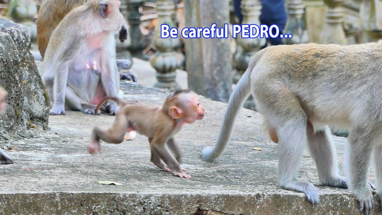 Oh no be careful baby monkey PEDRO this monkey is not your PAPA. - YouTube