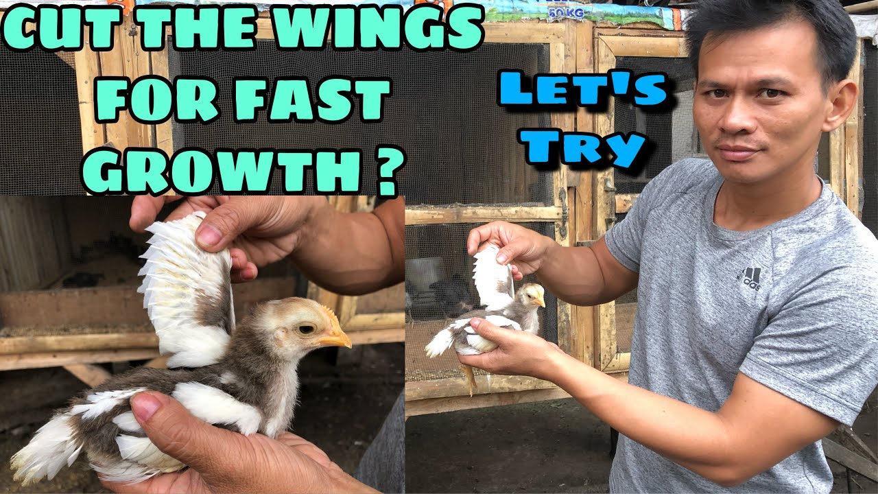 FREE RANGE CHICKEN | NATIVE CHICKEN | BUHAY PROBINSYA - YouTube