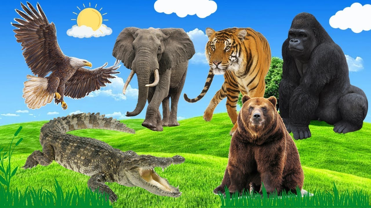 CUTE ANIMAL VOICES HEAR IN THE VILLAGE! Weasel! Rabbit! Cat! Dog ...