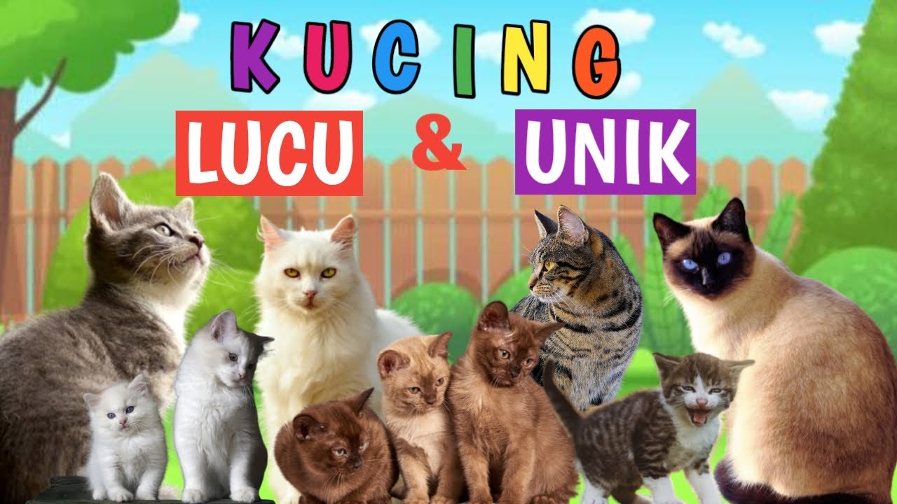 Kucing Yang Lucu Dan Unik | Hewan Lucu | Hewan Dan Suaranya | Animals ...