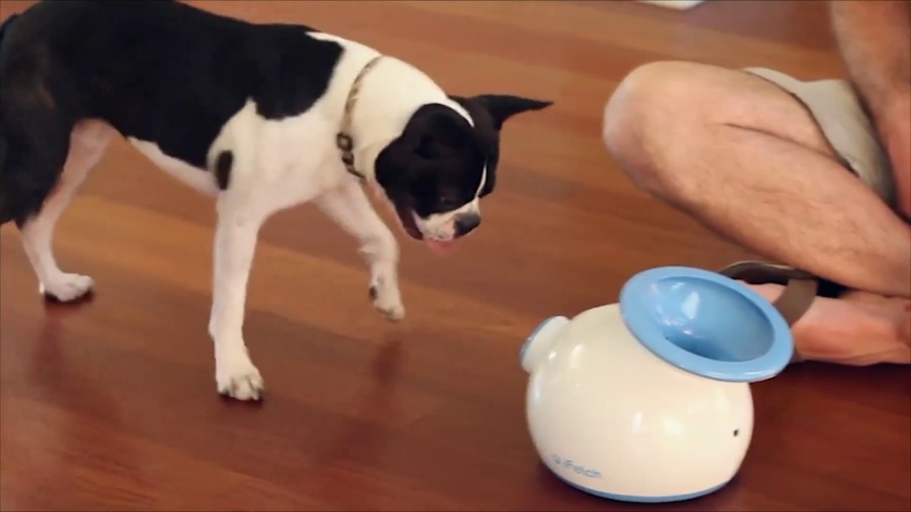 Top 5 Dog Gadgets - YouTube
