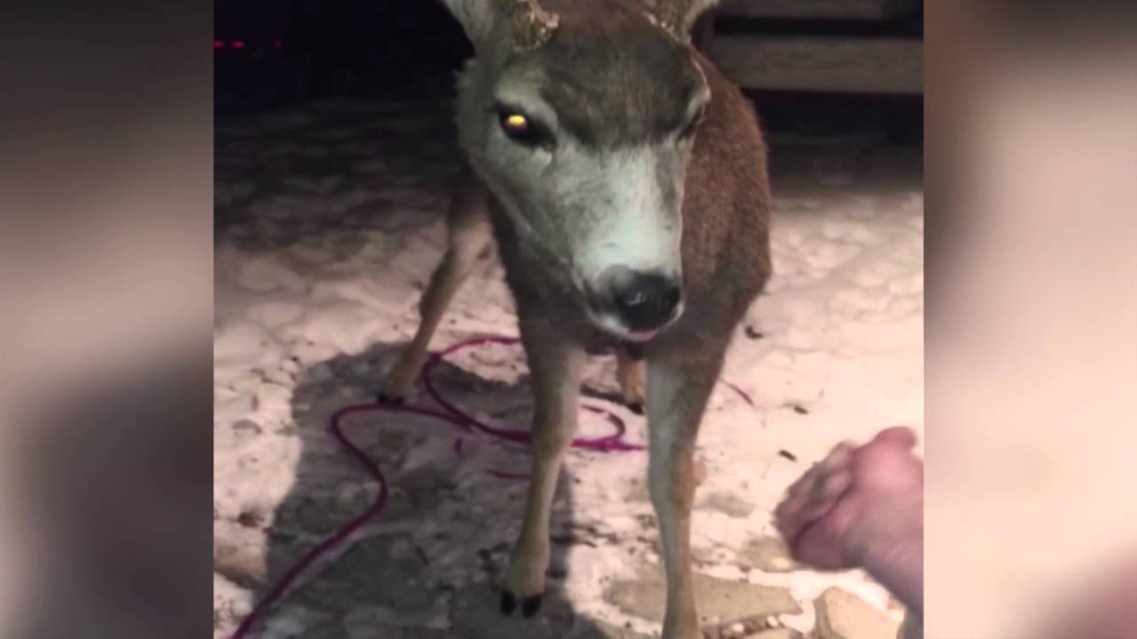Deer Shakes Hands - YouTube