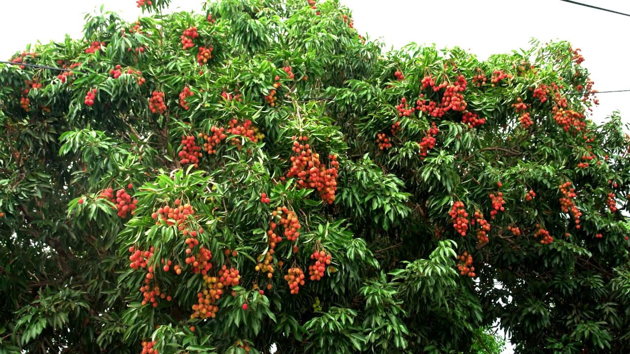 Letchi de la Réunion. - YouTube