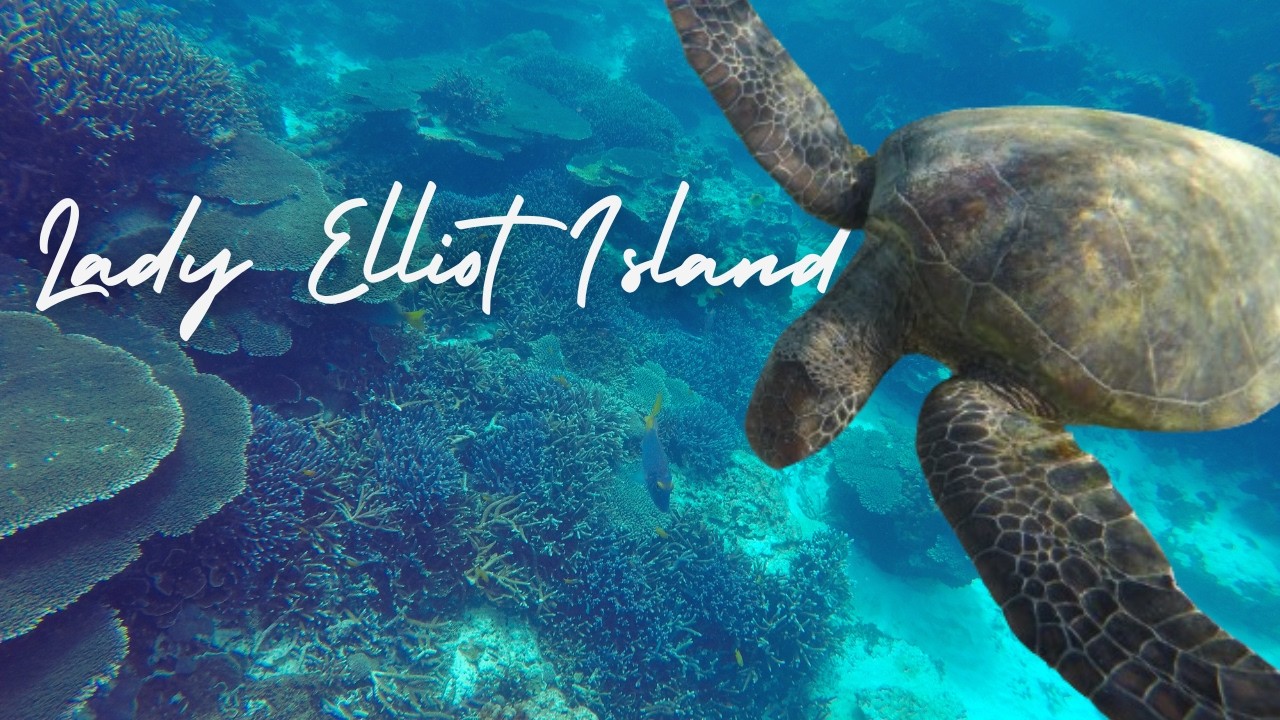 Lady Elliot Island - Swimming With Turtles, Manta Rays and Whales - YouTube