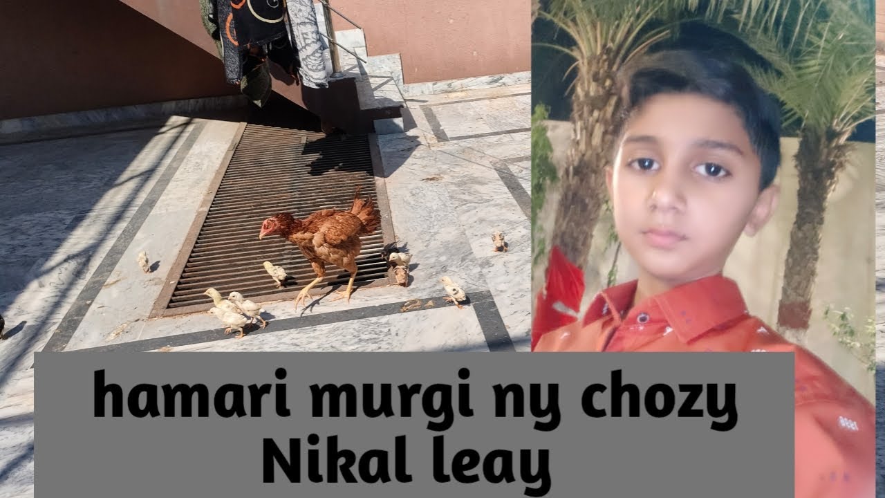 New chozy Nikal ay eggs sy.daily V log wapis agay.love for birds and ...