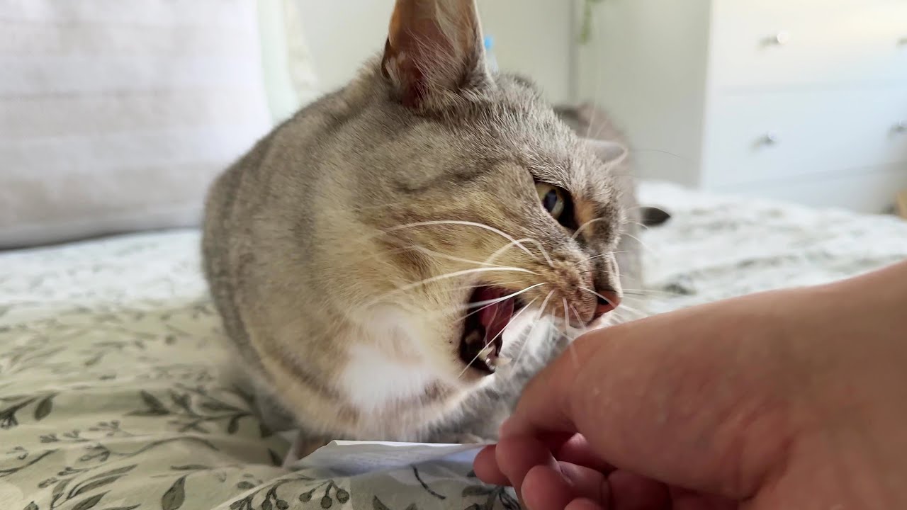 Guard cat guarantees the best security of personal data - YouTube