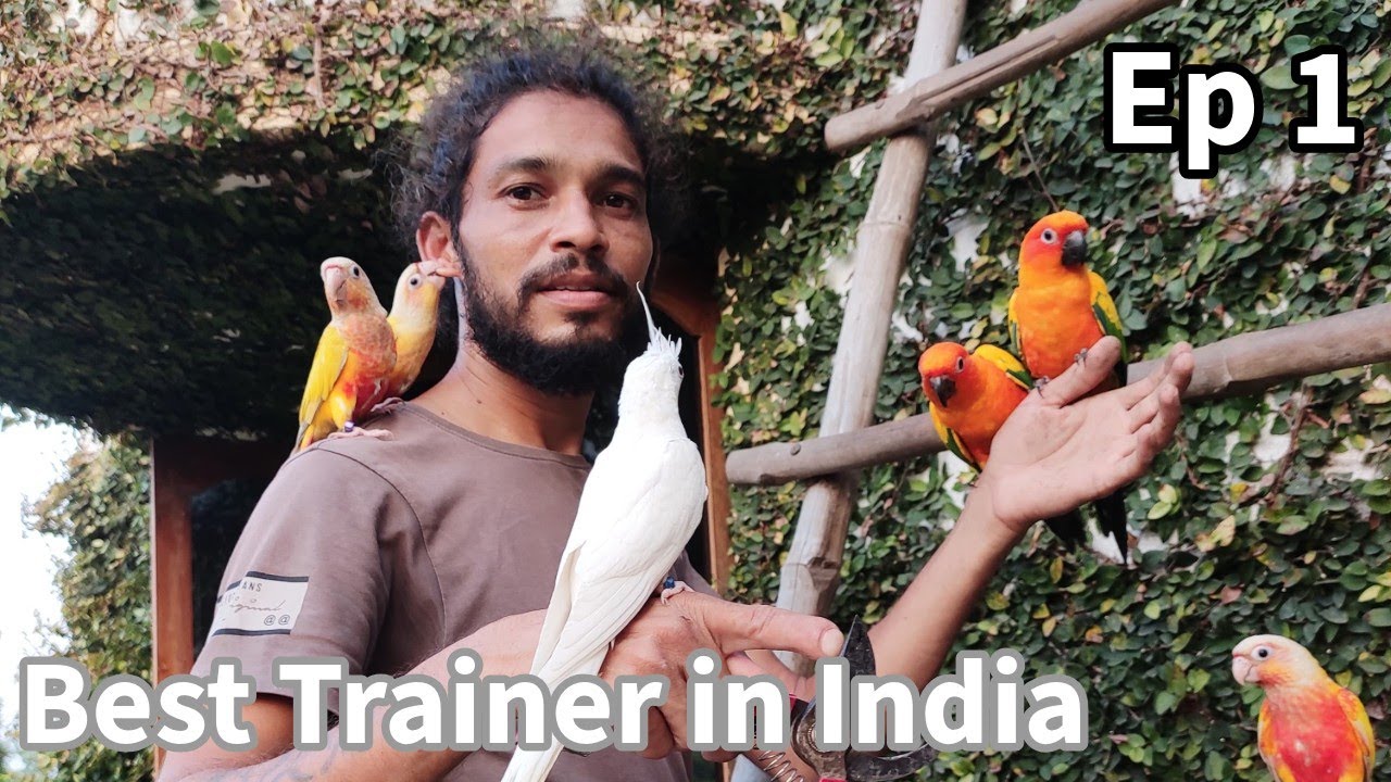 Hand Tamed Bird Trainer in India | Cage free culture | Free flight ...