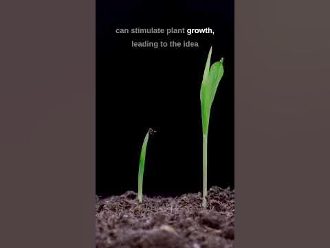 Musical Greenery: Can Music Help Plants Grow? - YouTube
