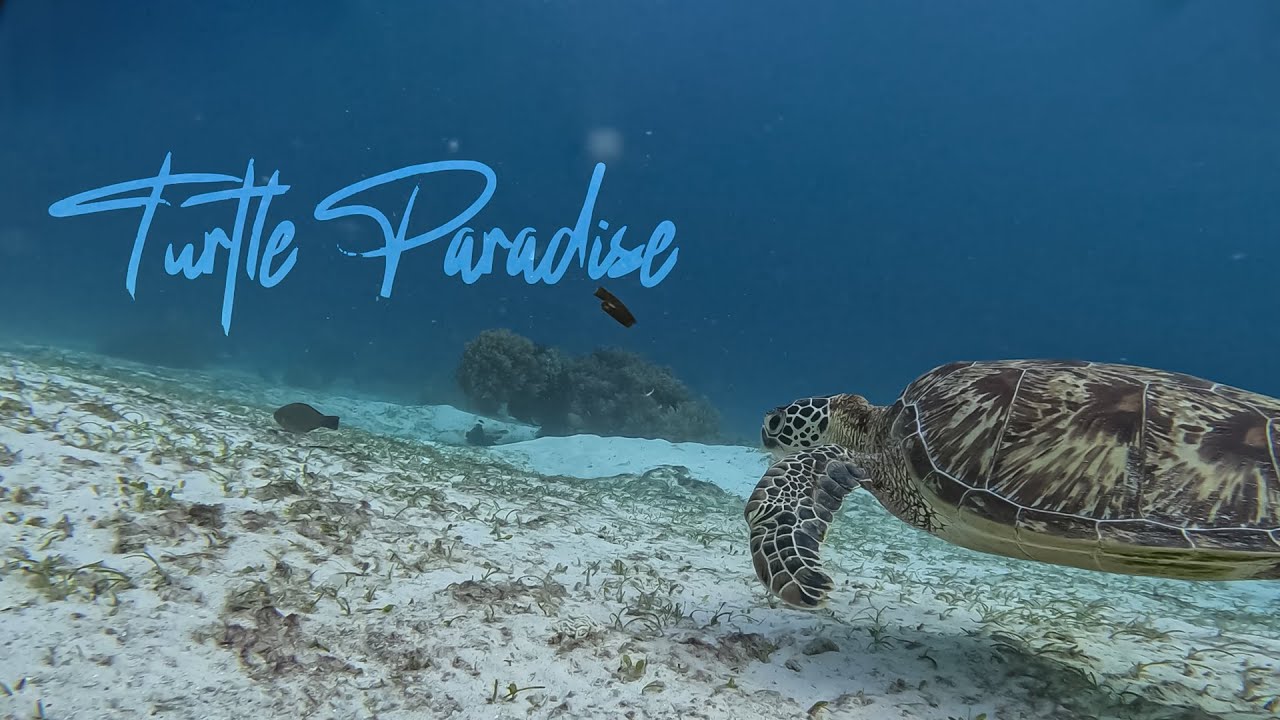 Turtle Overload: An Underwater Paradise Full of Turtles - YouTube