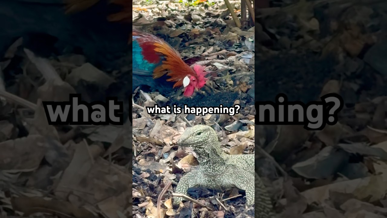 Chicken & Monitor Lizard spotted at Singapore Botanic Gardens # ...