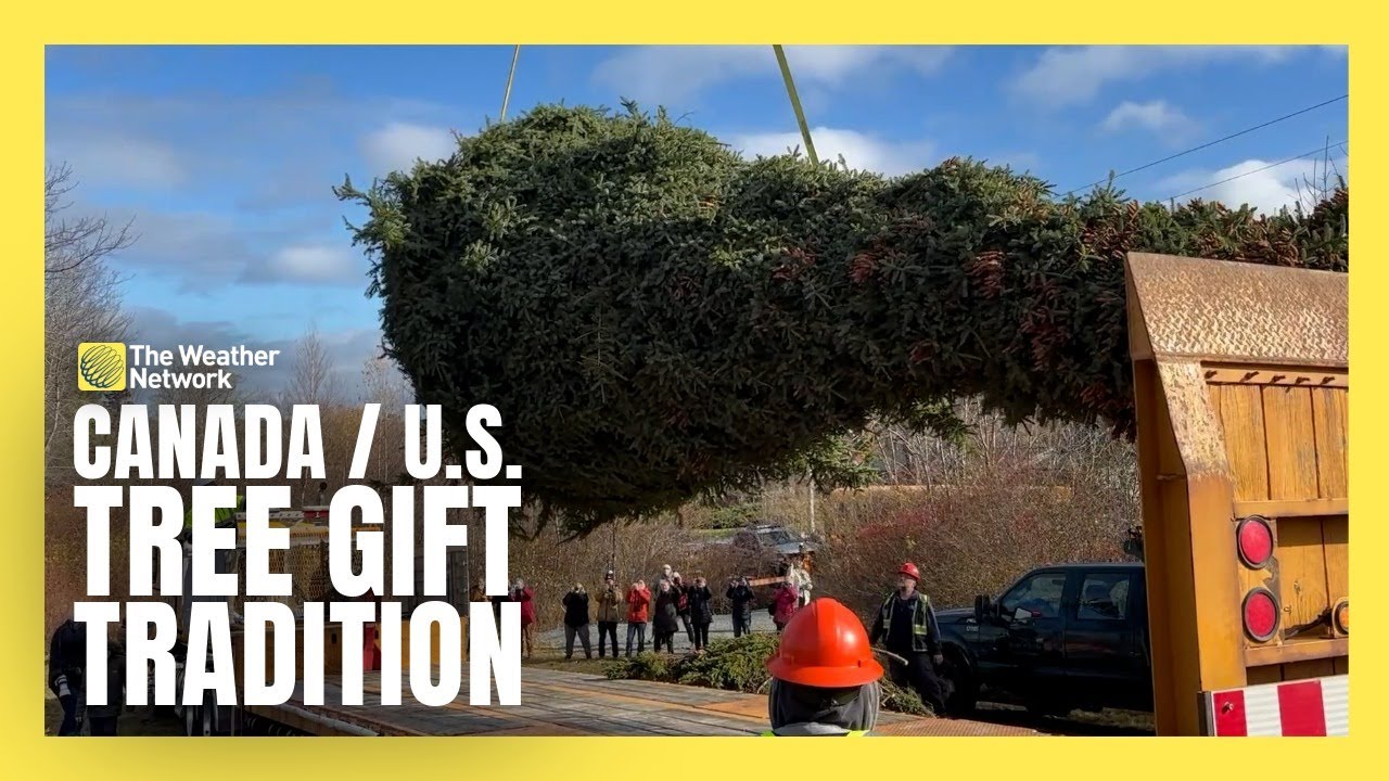Annual Tree Gift To Boston Holds Deeper Meaning Amid Tariff Tensions ...