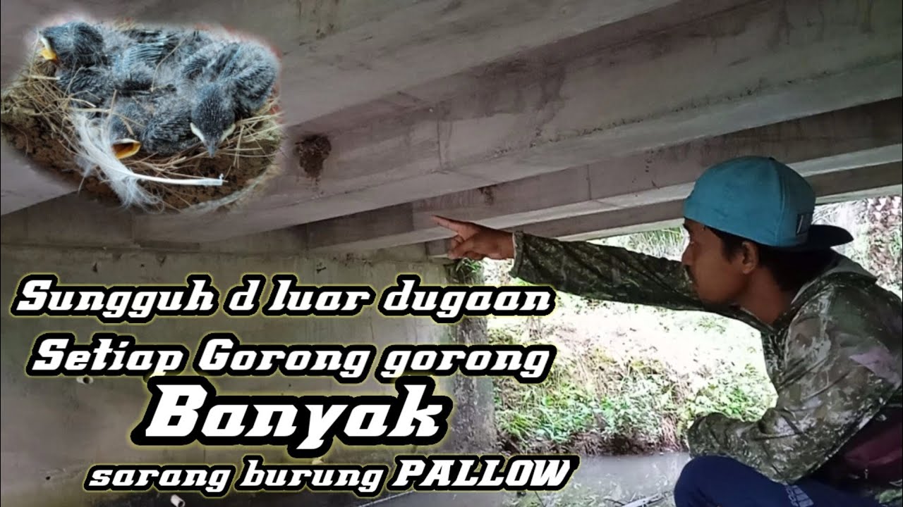 Di luar dugaan//banyak sarang burung pallow d gorong gorong #ff - YouTube