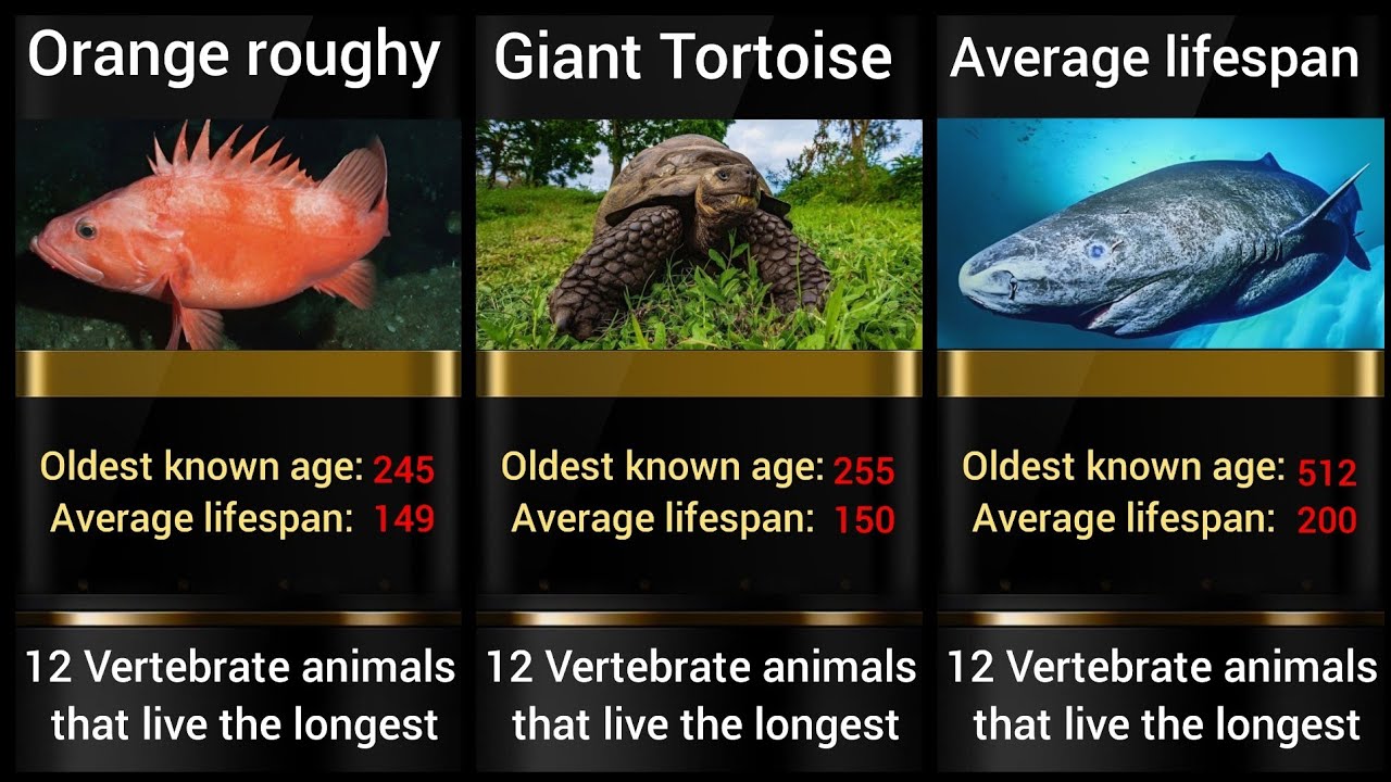 Lesser Known Animals