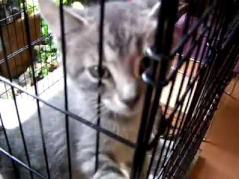 Brewer Animal Hospital - YouTube