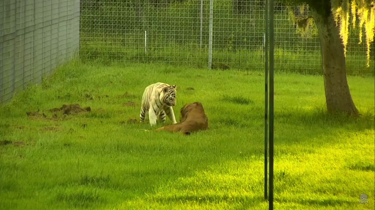 [8/19/18] - Cameron & Zabu Zabu Teasing Cameron - YouTube