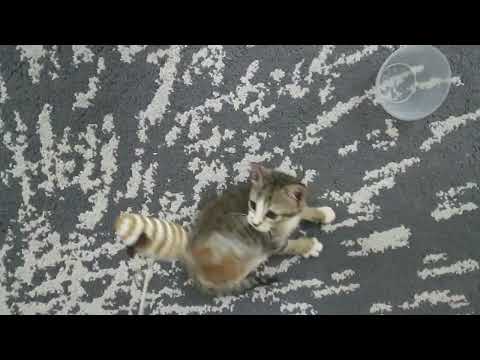 Tiger's kid (3 legs cat) @ redhotigerchannel