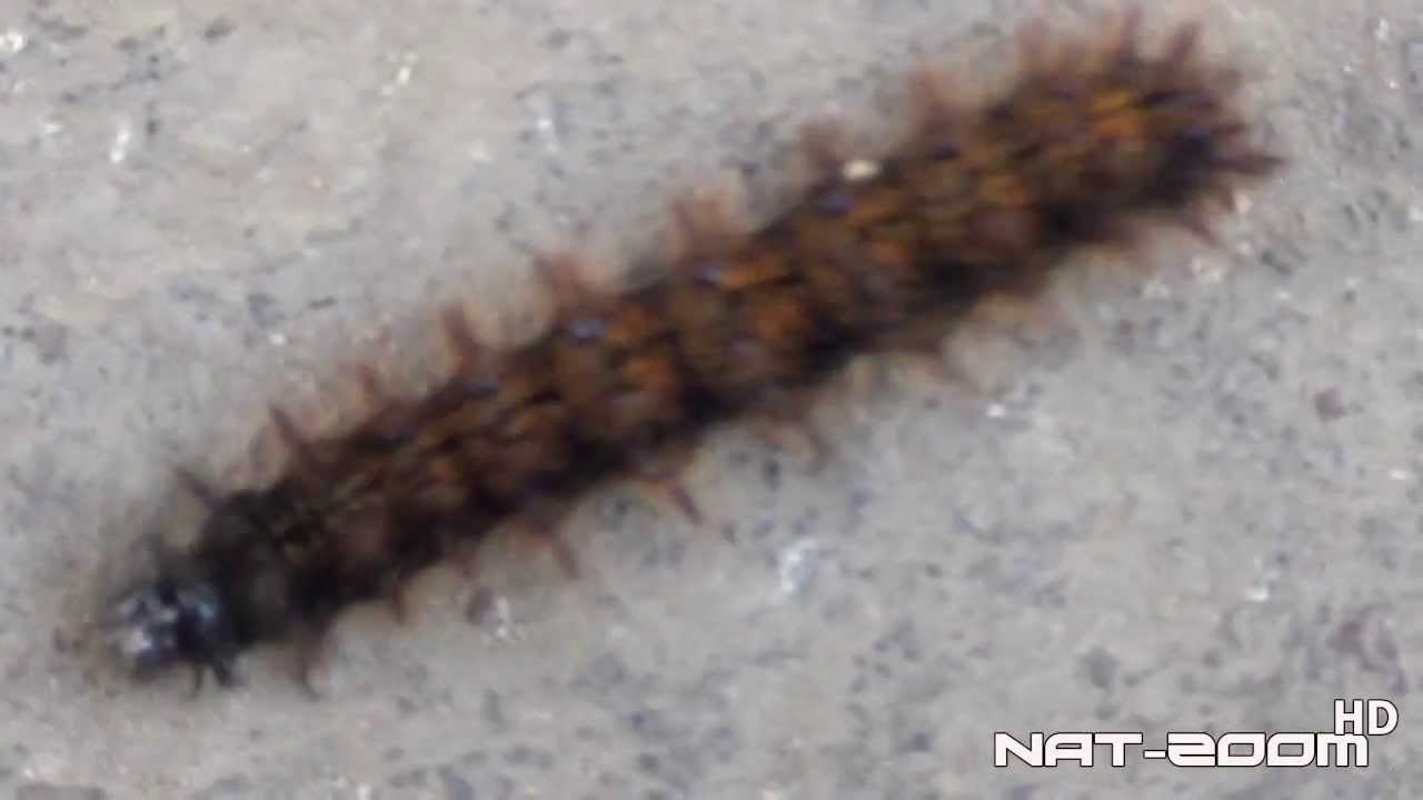 ORUGA AZOTADOR ZOOM INSECTO QUEMADOR - YouTube