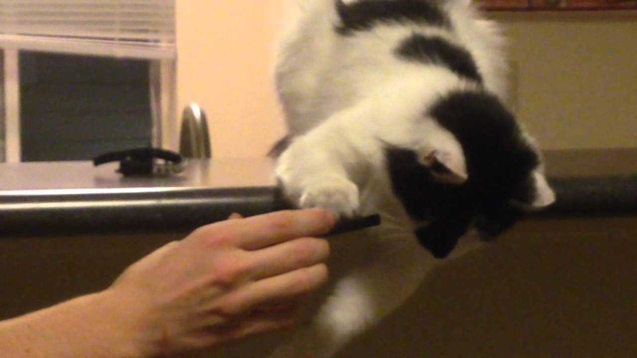 Cat eating an iPhone 5 - YouTube