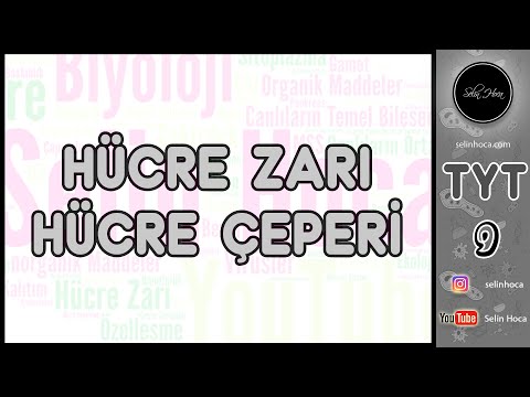 12) Hücre Zarı - Hücre Çeperi