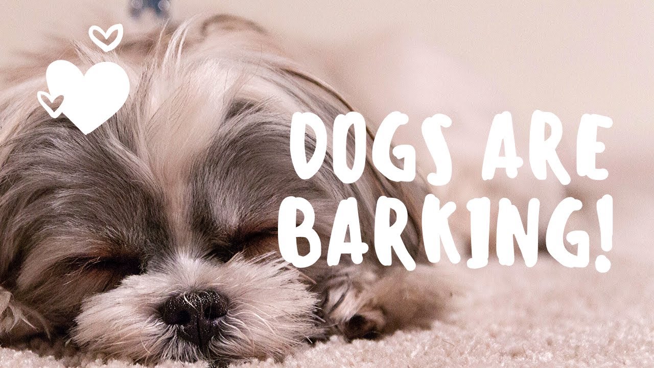 TOP 10 dog barking. How dogs bark on TV. Dogs growl when they watch funny videos compilation ...