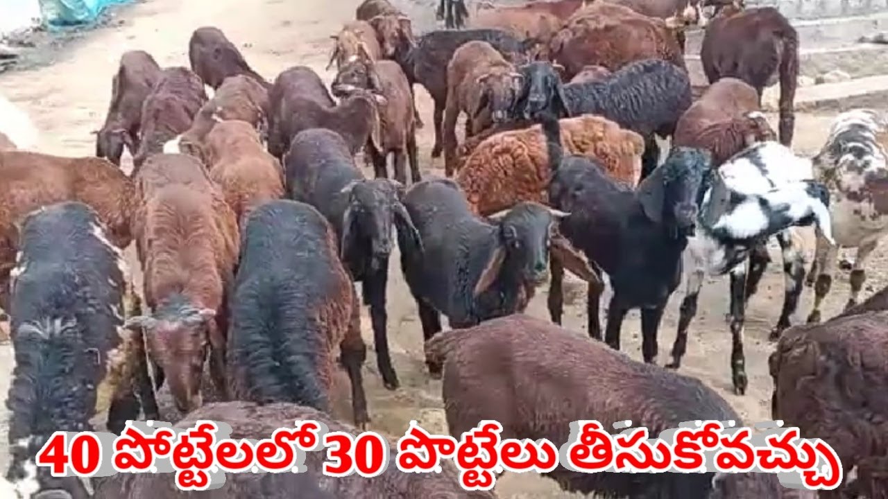 గొర్రె పొట్టేలు 91337 03268 SHEEP RAMS BAKRA POTTELU పొట్టేలు - YouTube
