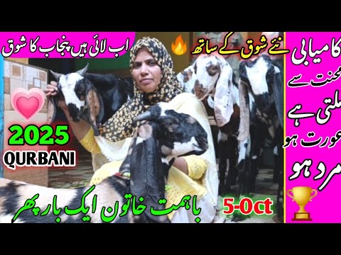 mahi goat farm visit gulabi kamori 🔥 ️ betal nagra goat Qurbani 2025 ...