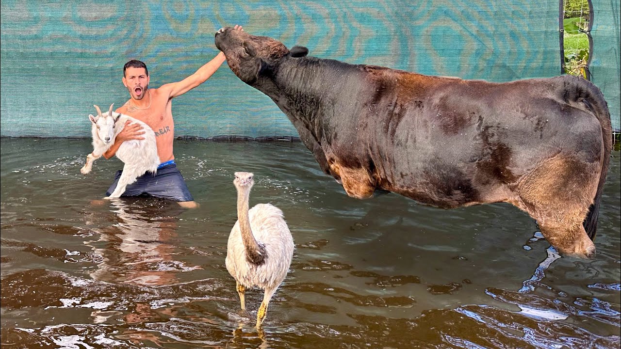 RESCUING ANIMALS From DEVASTATING FLOOD! - YouTube